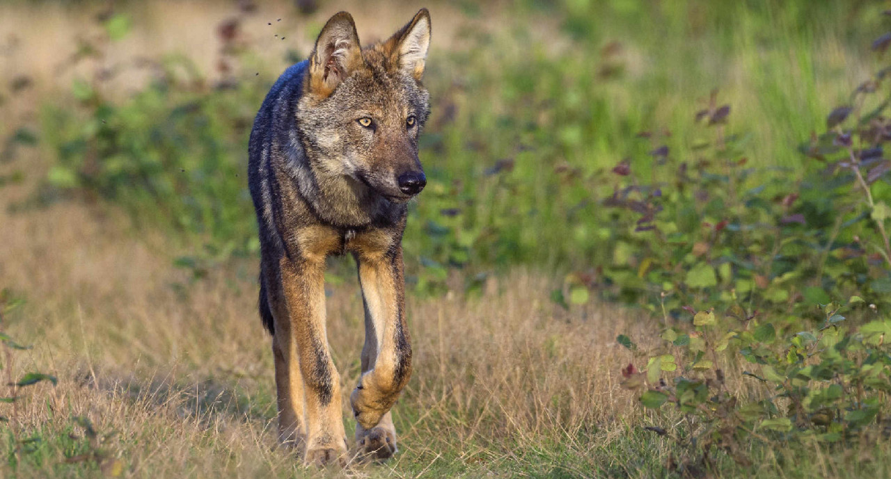 Totes Tier im Landkreis Konstanz: vermutlich Wolf: Ministerium für ...